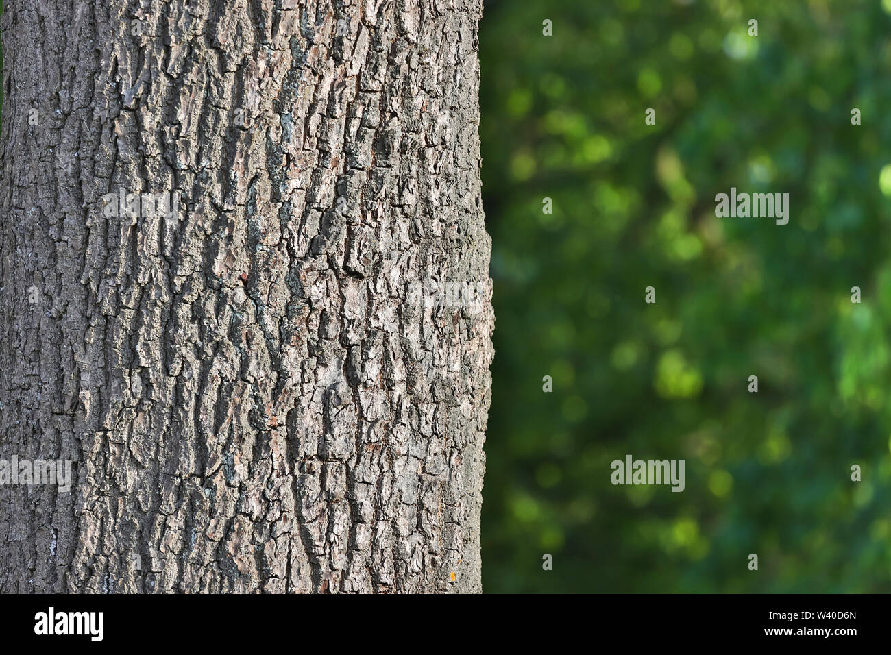 tree bark forest background Stock Photo - Alamy