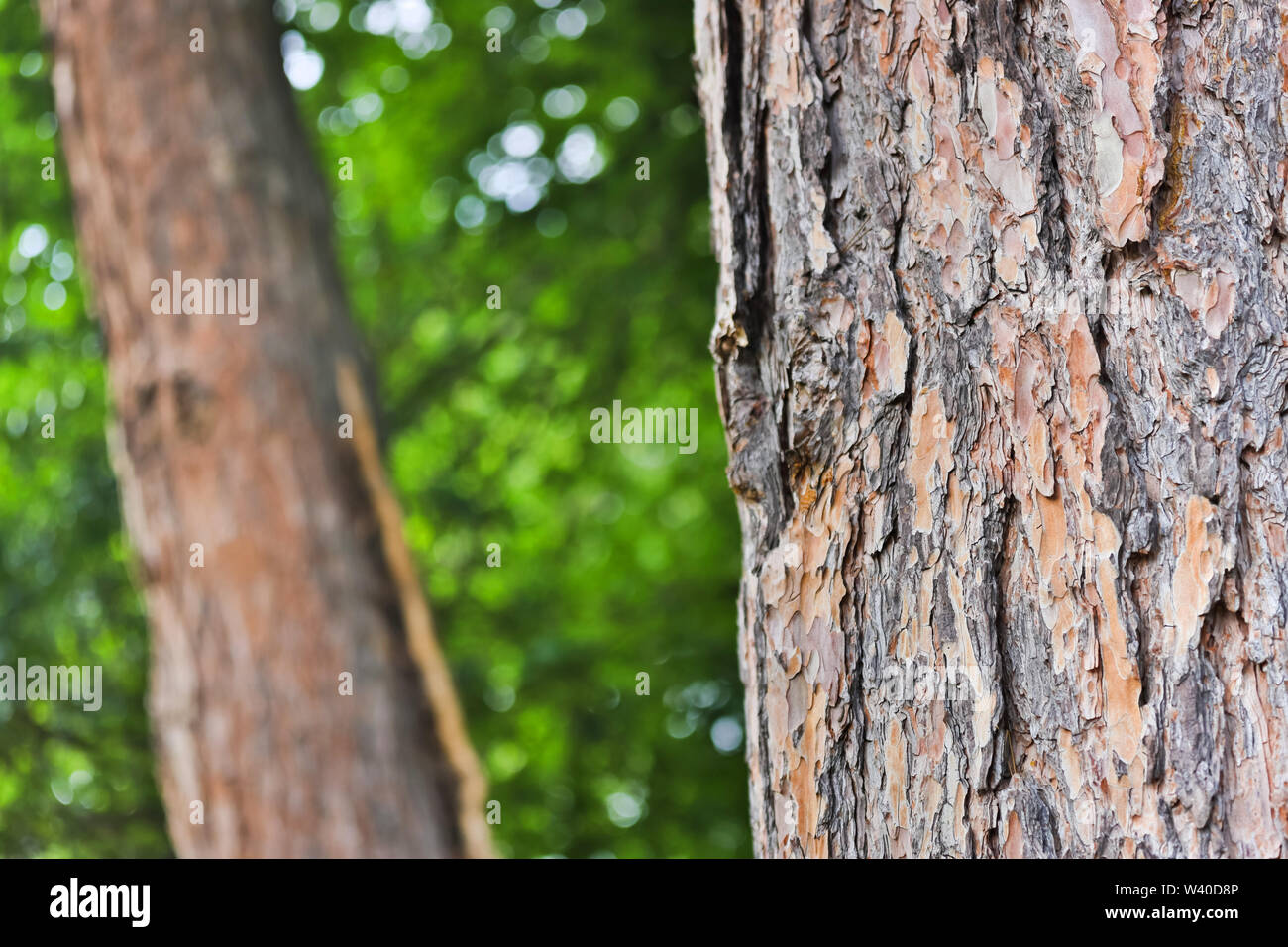 tree bark forest background Stock Photo - Alamy