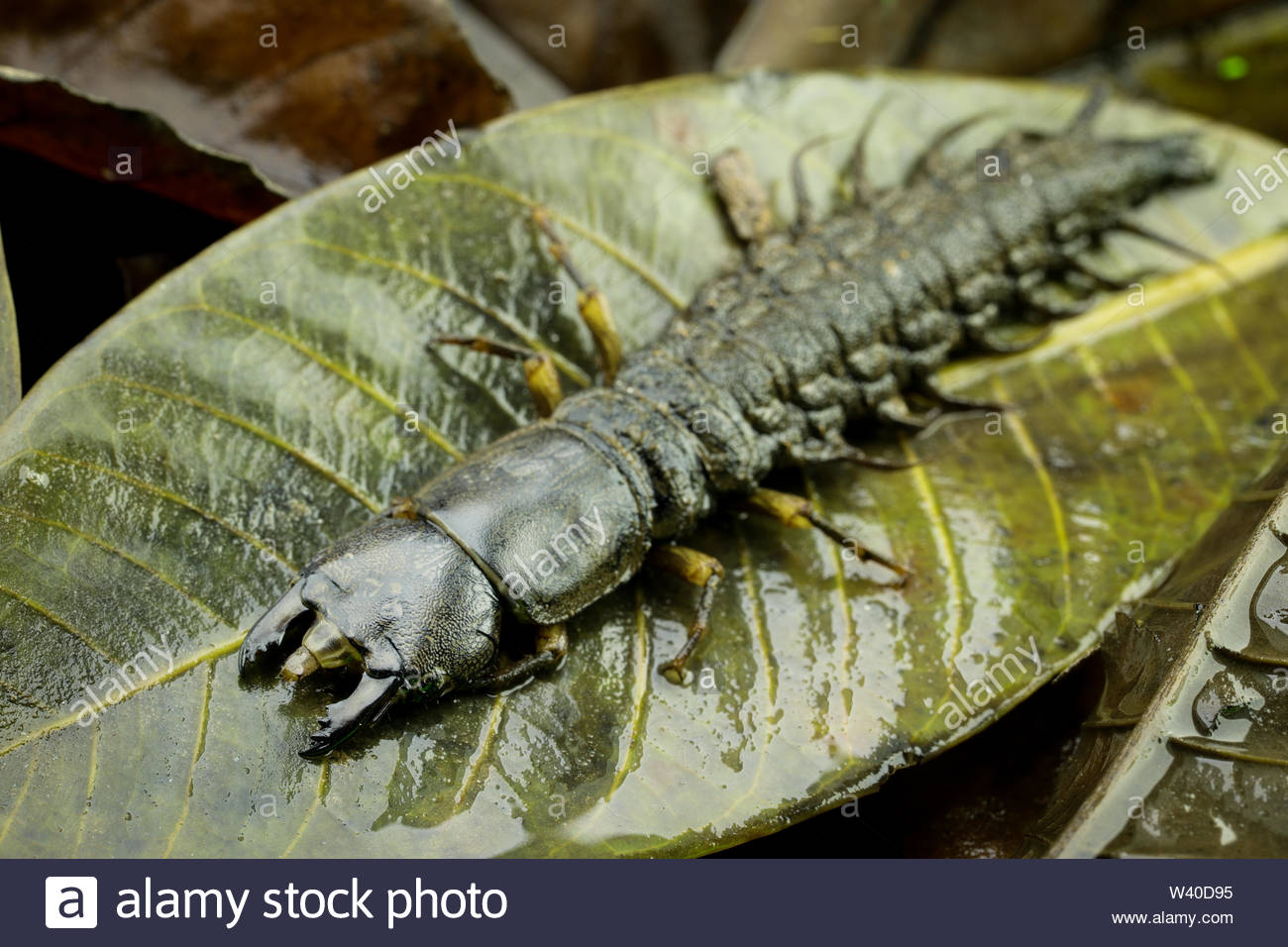 Aquatic Larvae Stock Photos & Aquatic Larvae Stock Images - Alamy