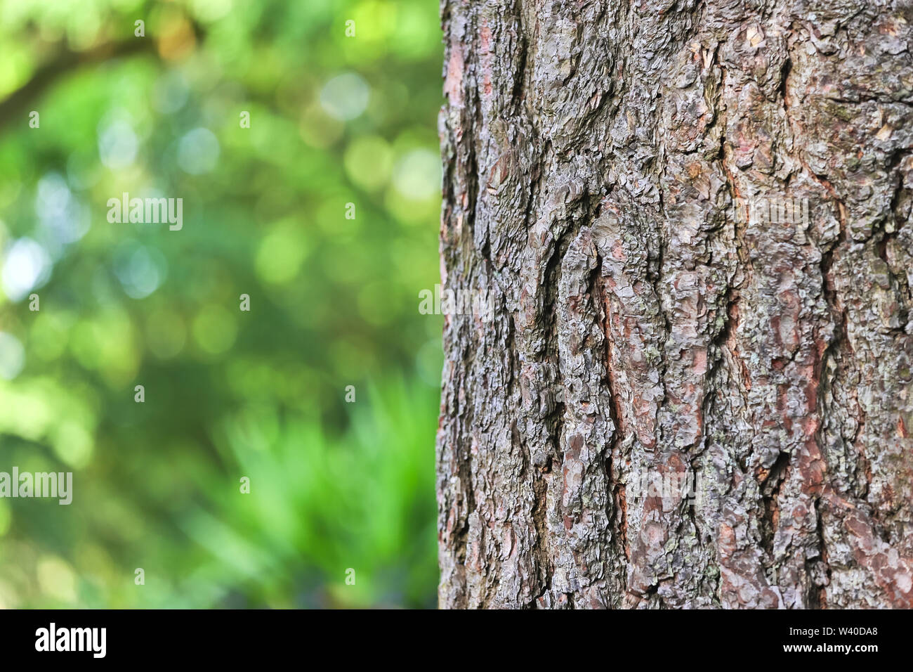tree bark forest background Stock Photo - Alamy