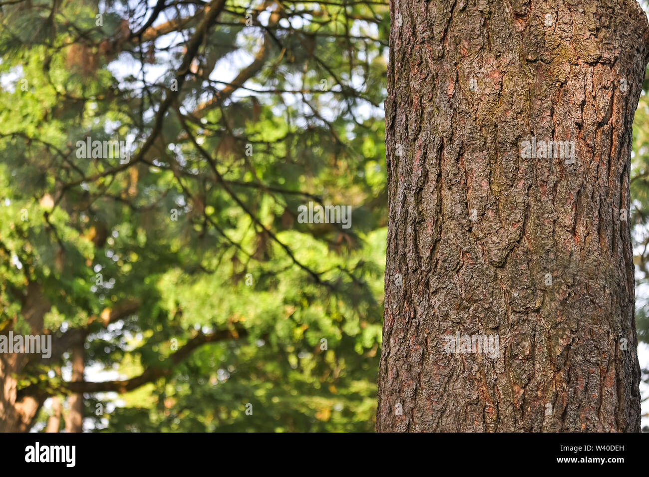 tree bark forest background Stock Photo - Alamy