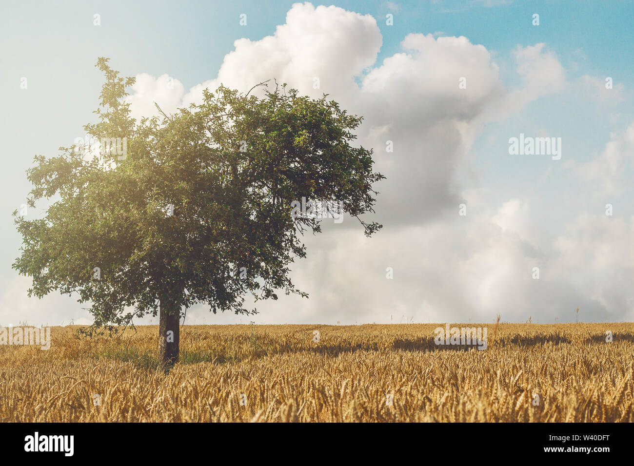 Tree on a field with sunlight Stock Photo - Alamy