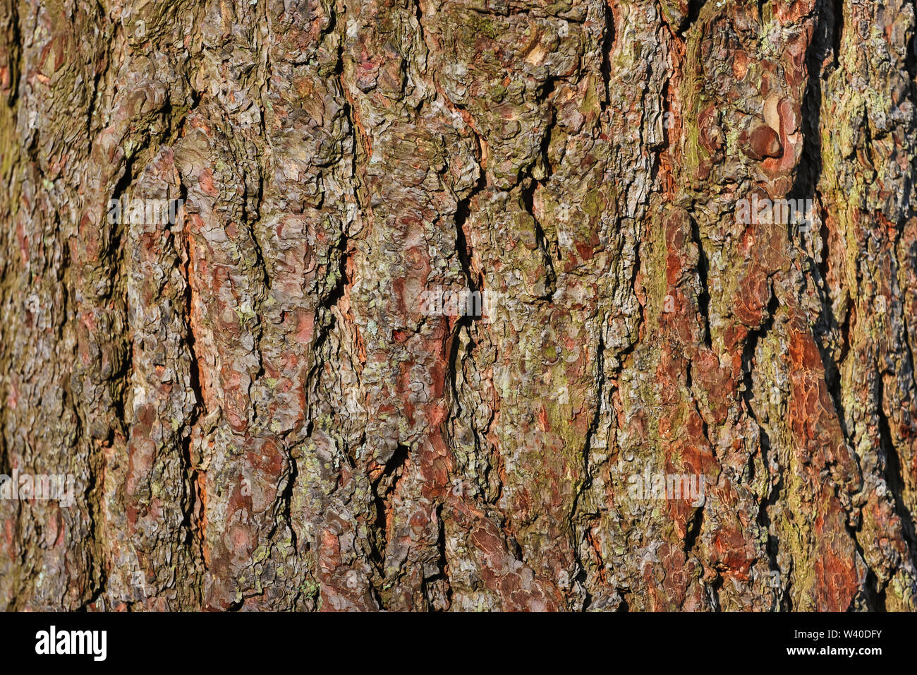 tree bark texture high quality background Stock Photo - Alamy