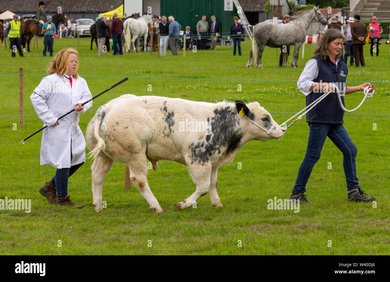 Belgian blue cattle hi-res stock photography and images - Alamy