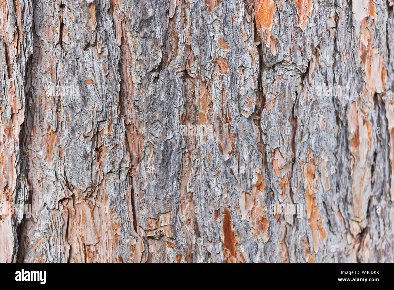 tree bark texture high quality background Stock Photo - Alamy