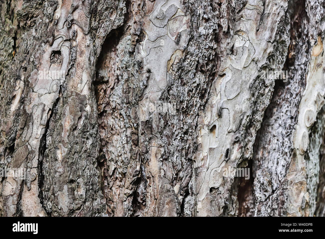 tree bark texture high quality background Stock Photo - Alamy