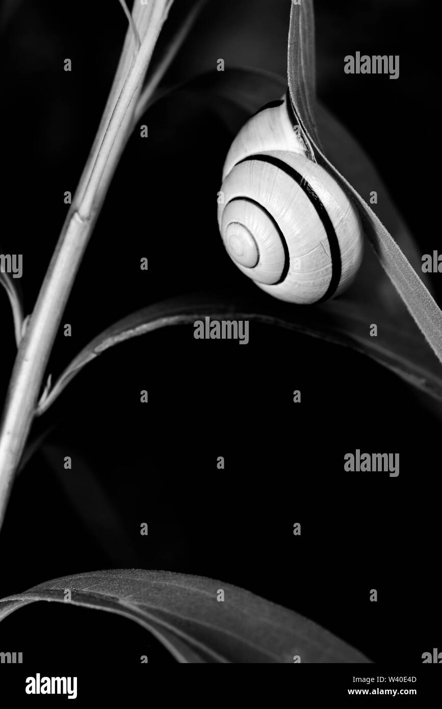 Snail architecture hi-res stock photography and images - Alamy