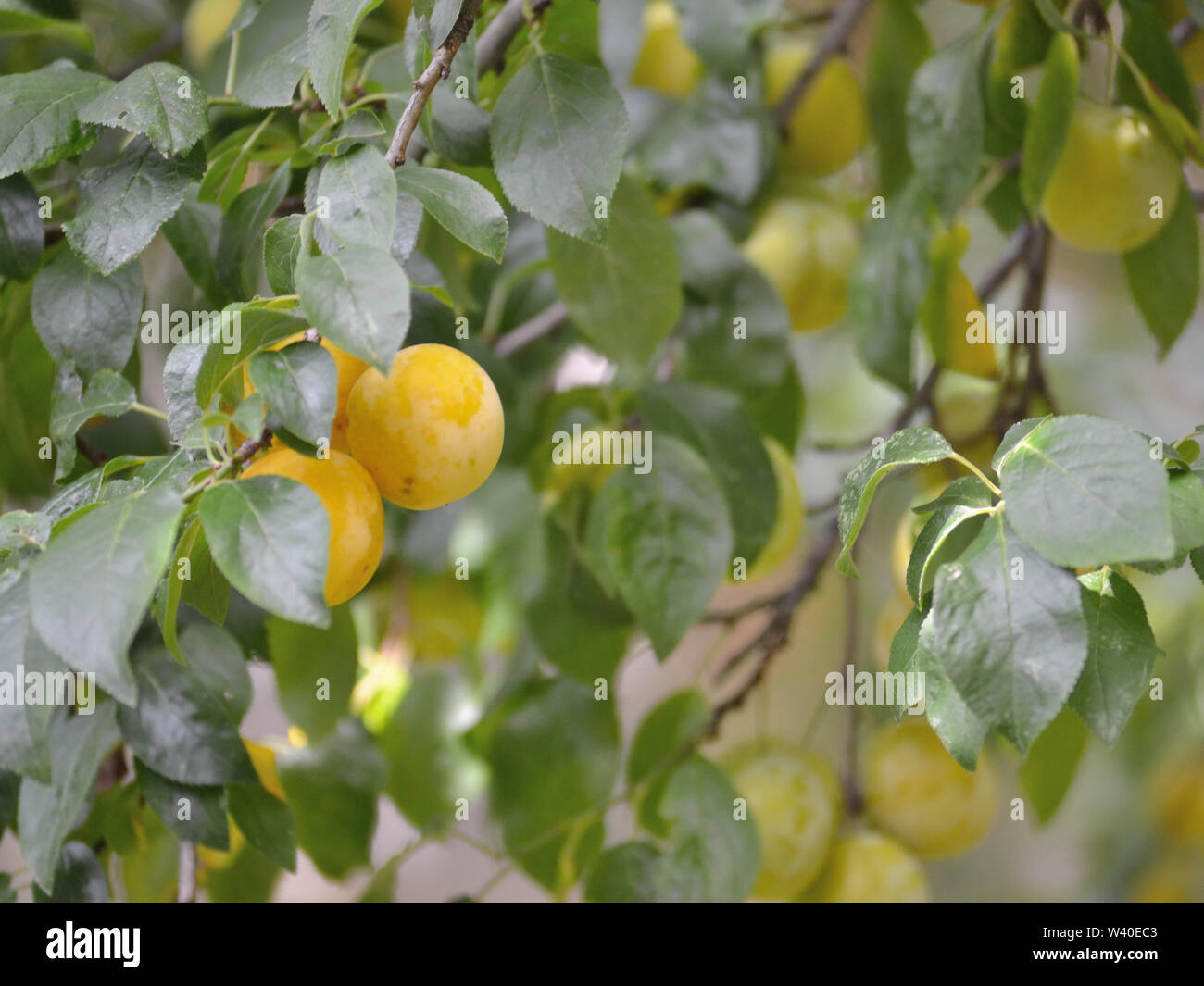 Prunus domestica plums hi-res stock photography and images - Alamy