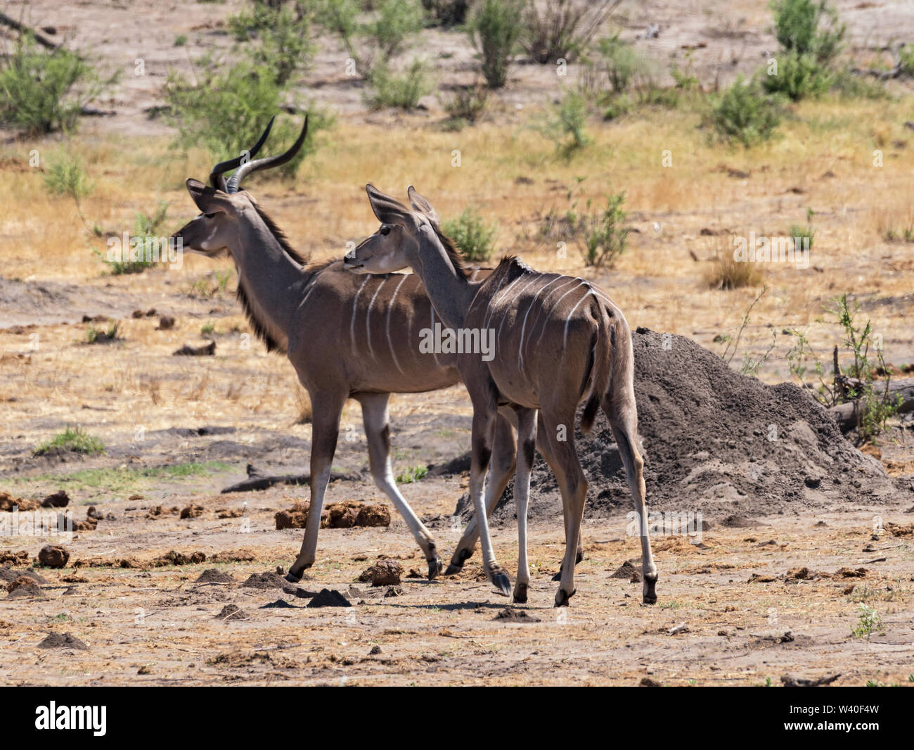 Adult female greater kudu hi-res stock photography and images - Alamy
