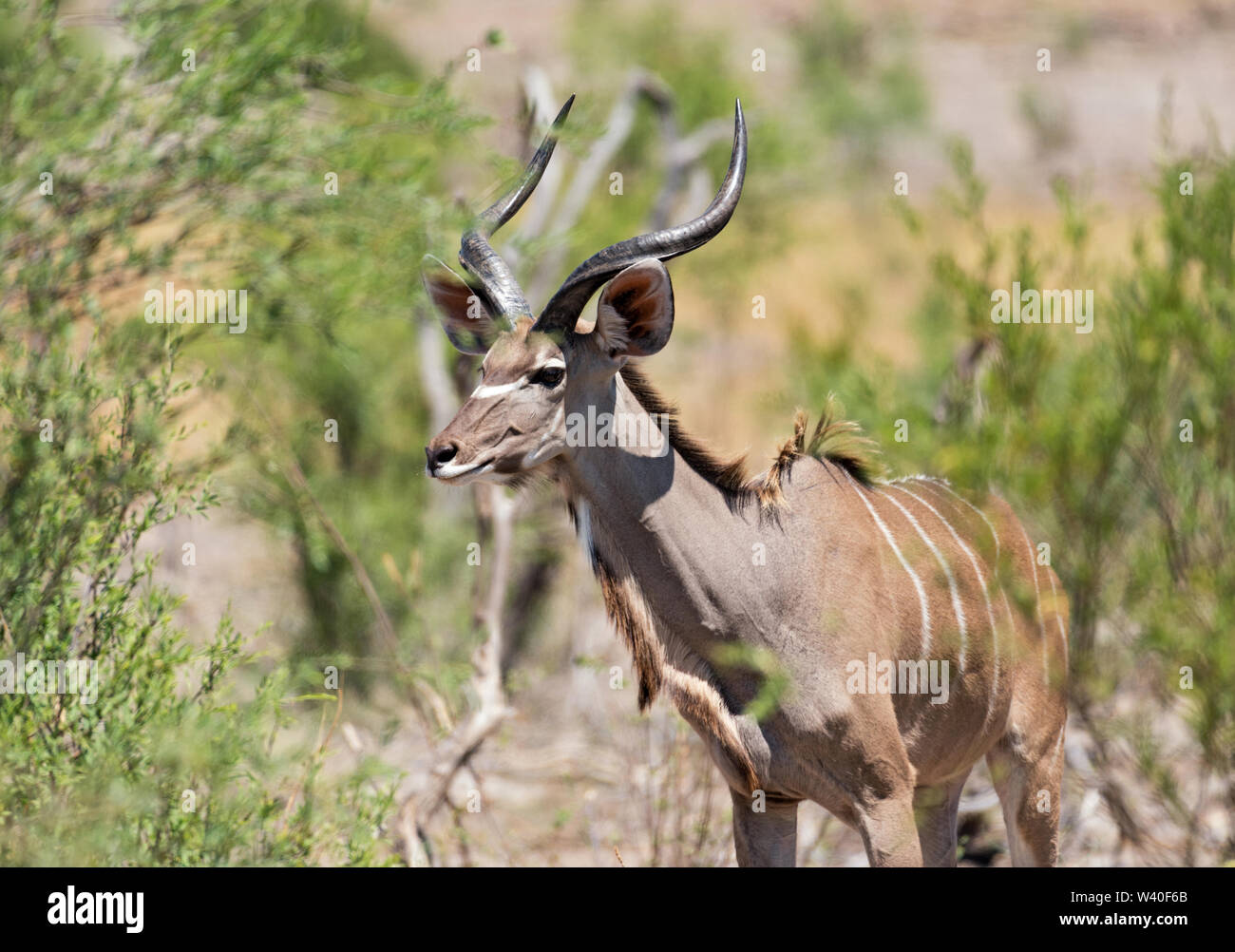 Greater Kudu in Khaudum National Park Namibia Stock Photo - Alamy