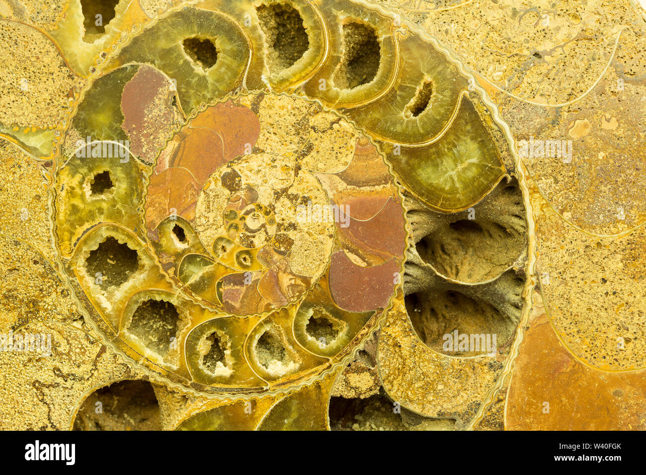 Great ammonite shell viewed in section, revealing the internal chambers ...