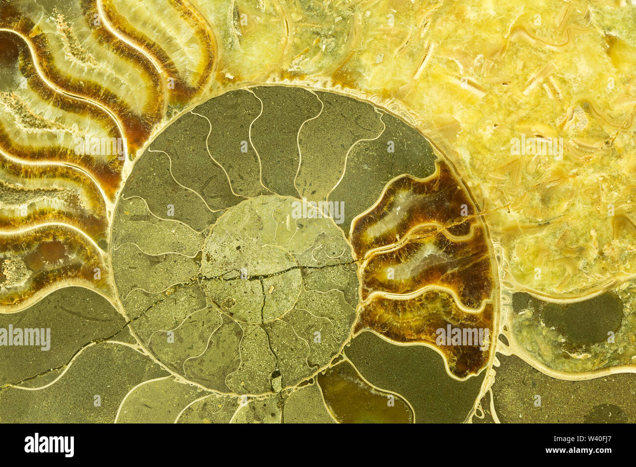 Great ammonite shell viewed in section, revealing the internal chambers ...