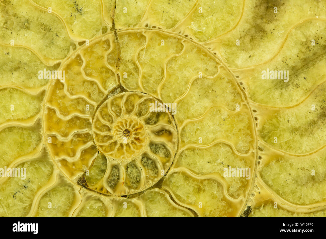Great ammonite shell viewed in section, revealing the internal chambers ...