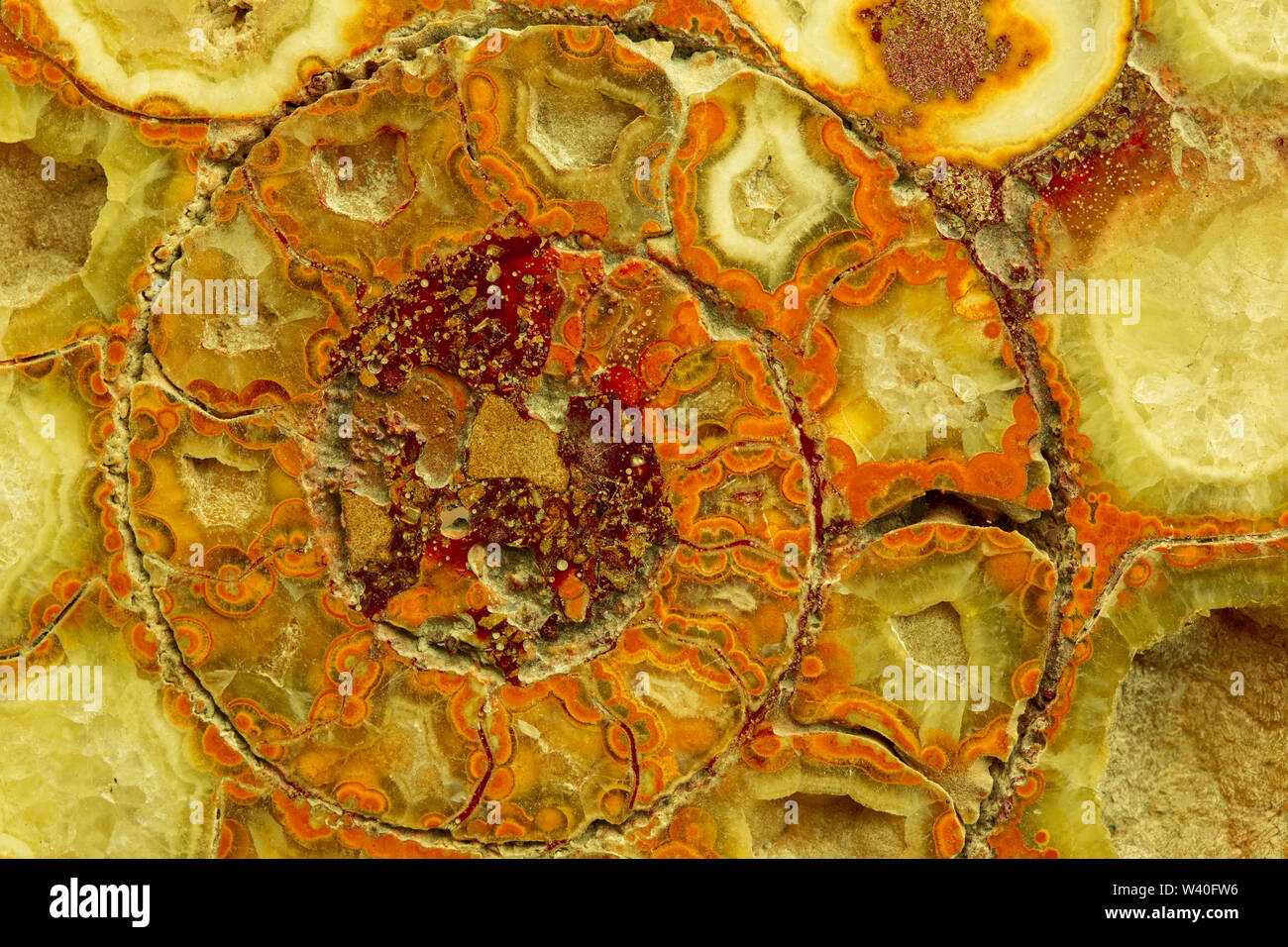 Great ammonite shell viewed in section, revealing the internal chambers ...