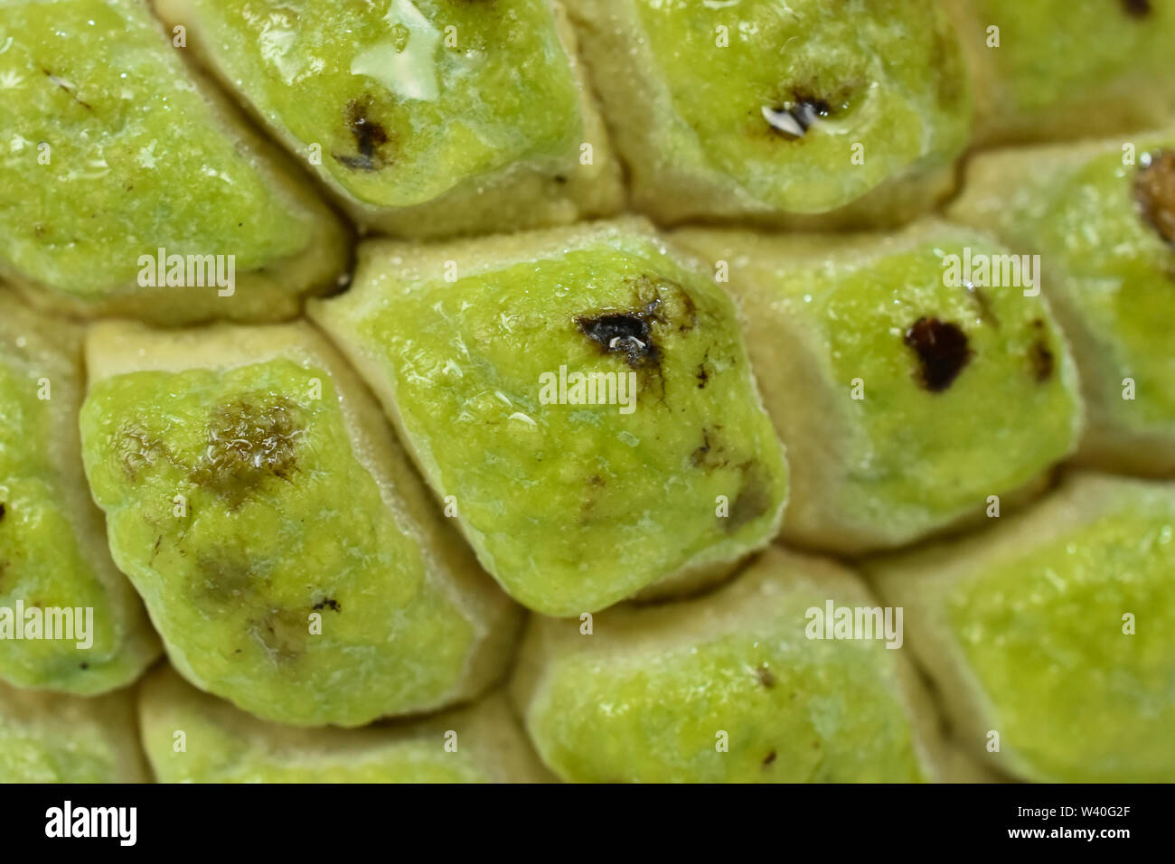 Exotic Brazilian fruit as known as "Fruta do Conde or Fruta Pinha ...