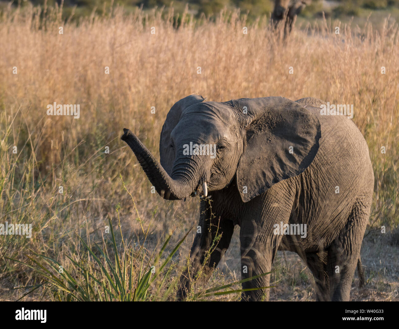 African elephant raising trunk hi-res stock photography and images - Alamy