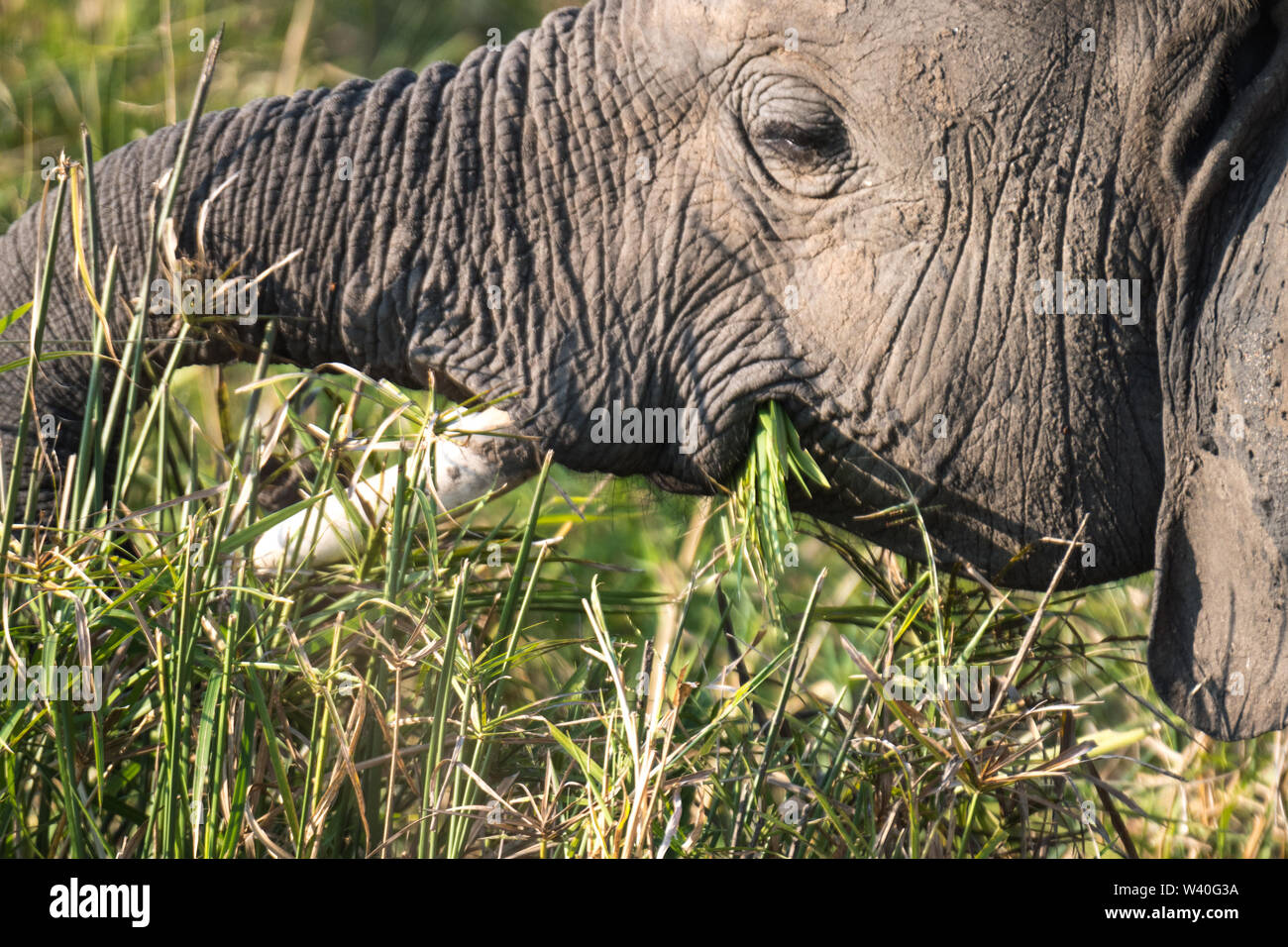 Side view african elephant hi-res stock photography and images - Alamy