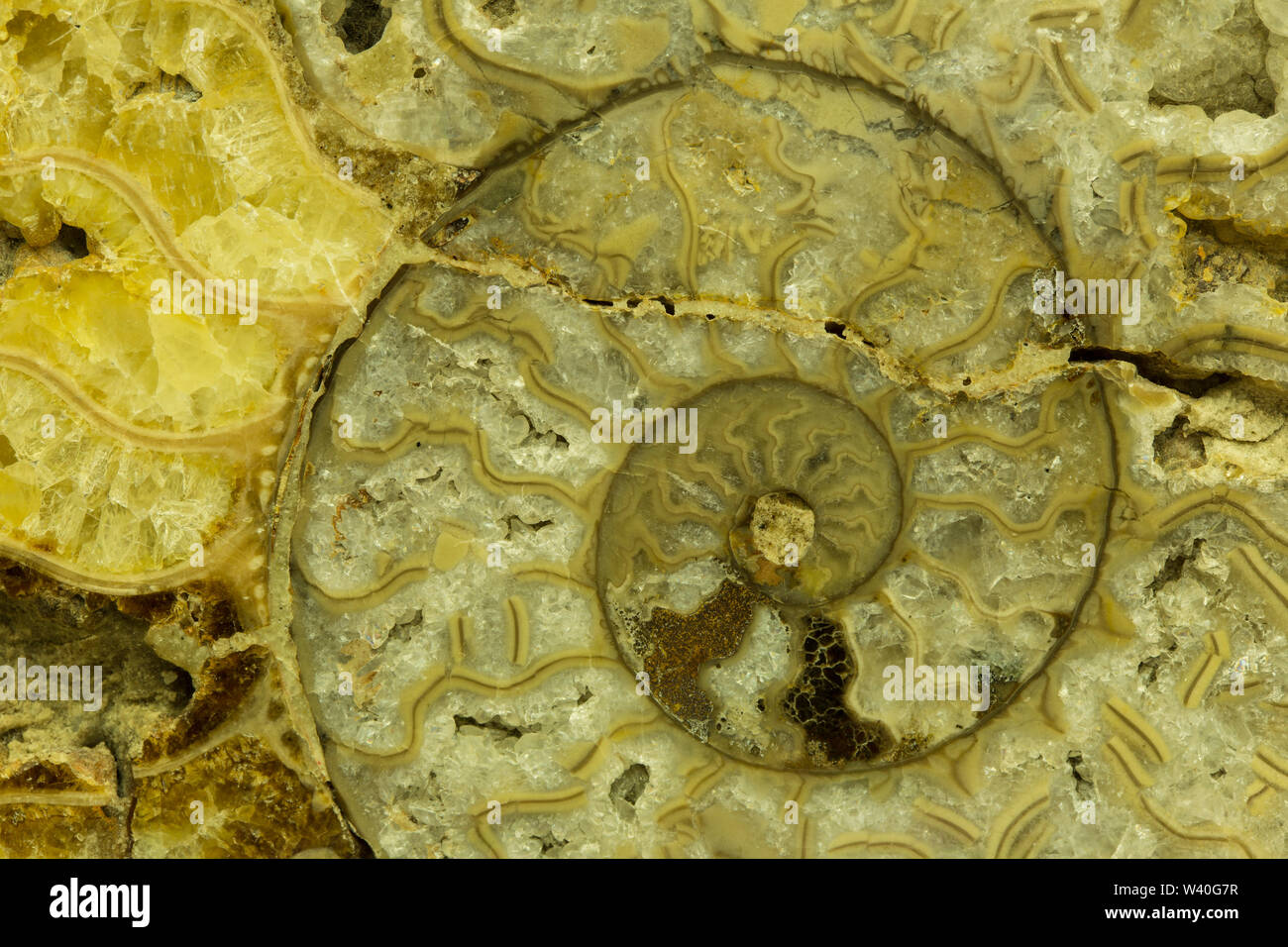 Great ammonite shell viewed in section, revealing the internal chambers ...