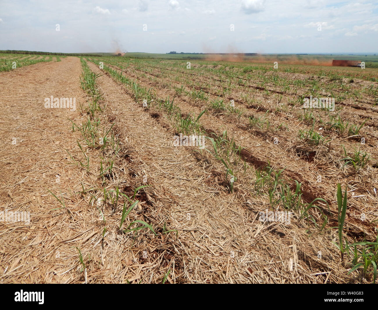Dry straw in sugar cane plantation. Agriculture in Brazil and care ...