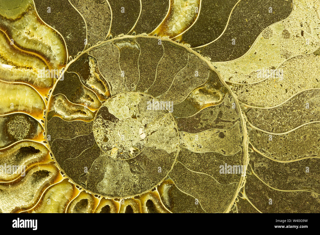 Great ammonite shell viewed in section, revealing the internal chambers ...