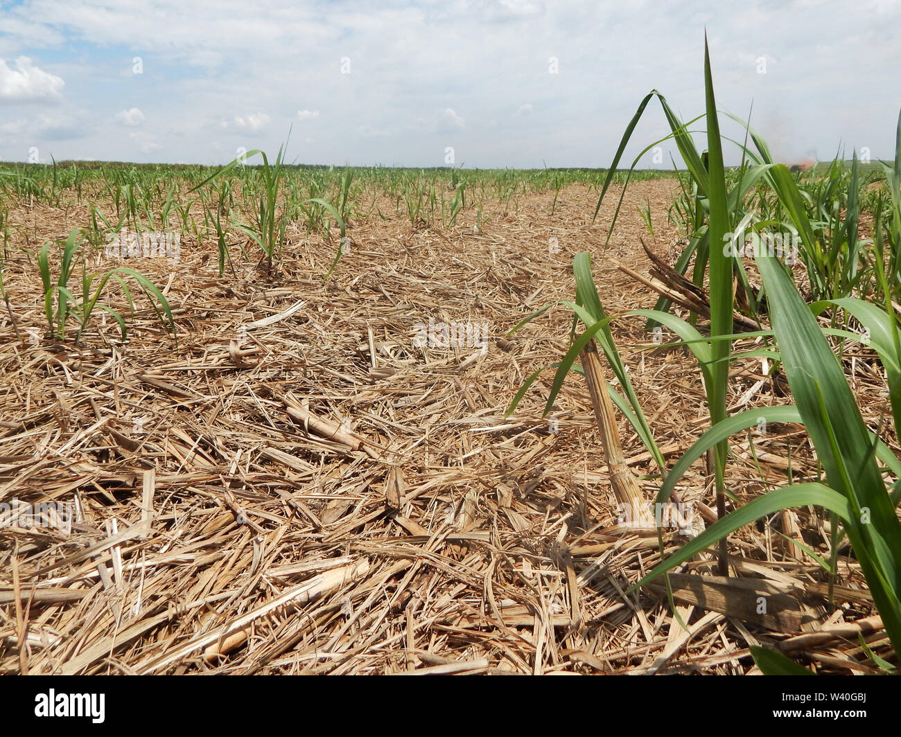 Dry straw in sugar cane plantation. Agriculture in Brazil and care ...