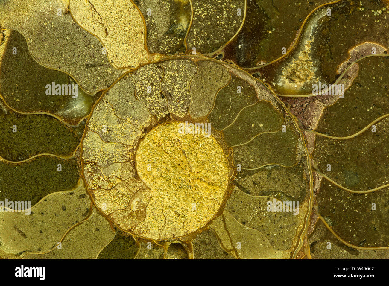 Great ammonite shell viewed in section, revealing the internal chambers ...