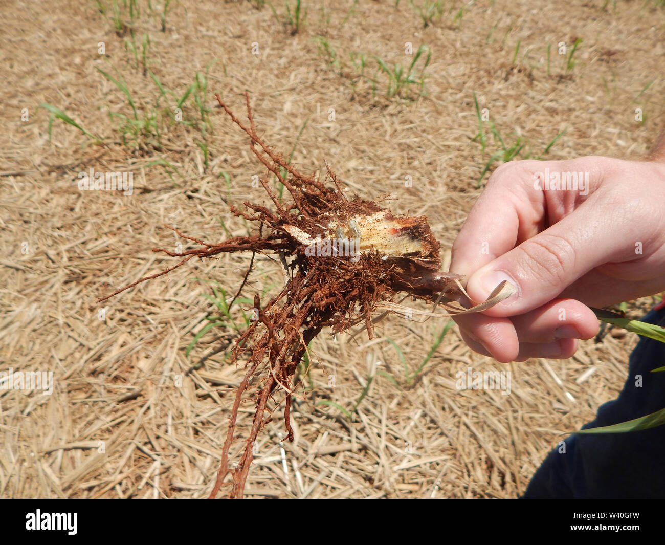 Sugar cane pest, insect as known as: " Bicudo da Cana-de-Açúcar ...