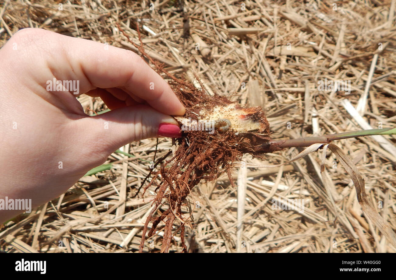 Sugar cane pest, insect as known as: " Bicudo da Cana-de-Açúcar ...