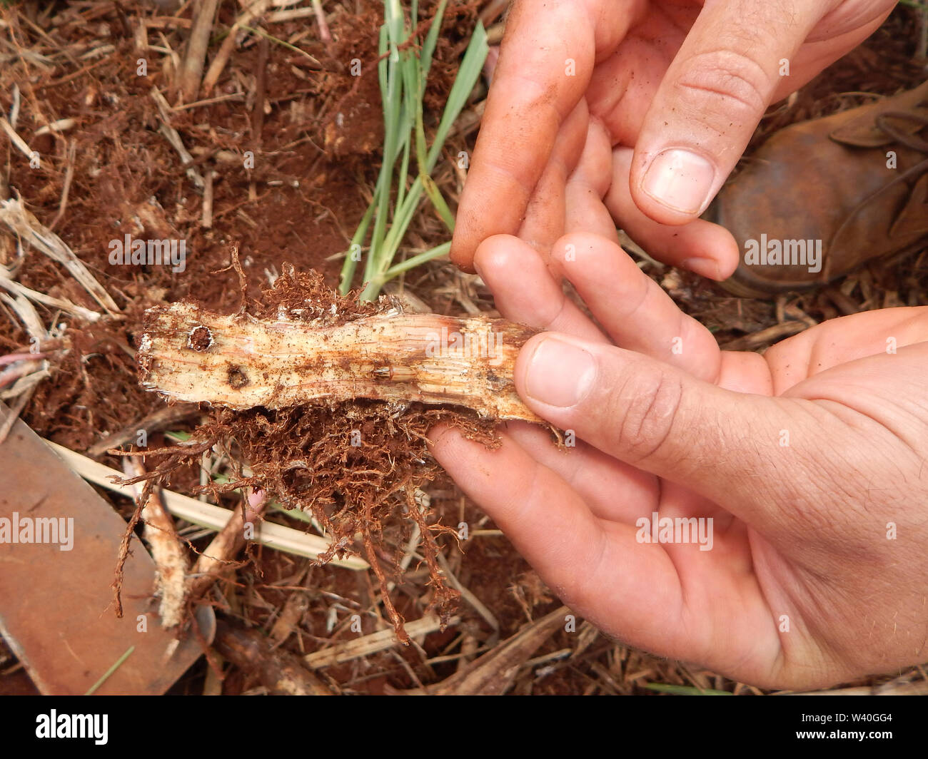 Sugar cane pest, insect known as: " Bicudo da Cana-de-Açúcar ...