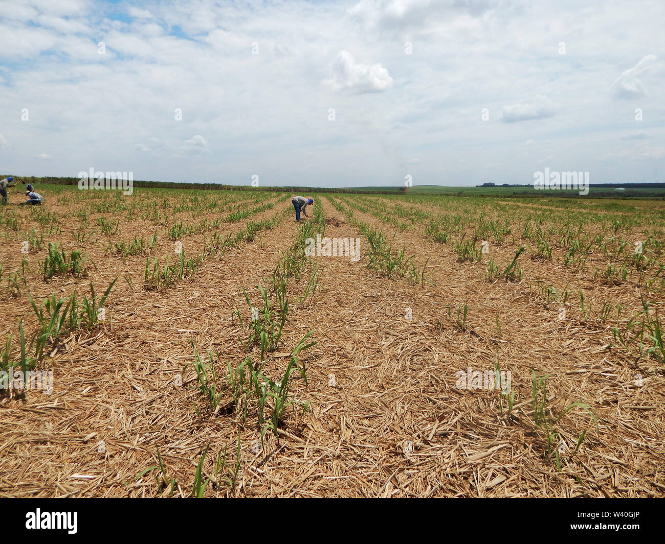Dry straw in sugar cane plantation. Agriculture in Brazil and care ...