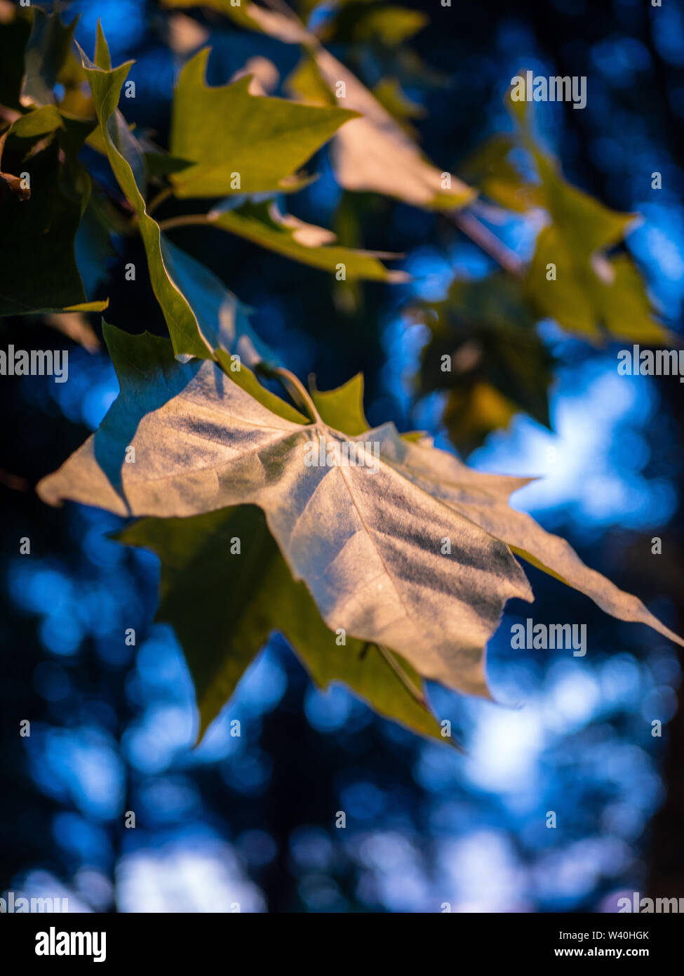 Closeup of a London plane tree leaf Stock Photo - Alamy