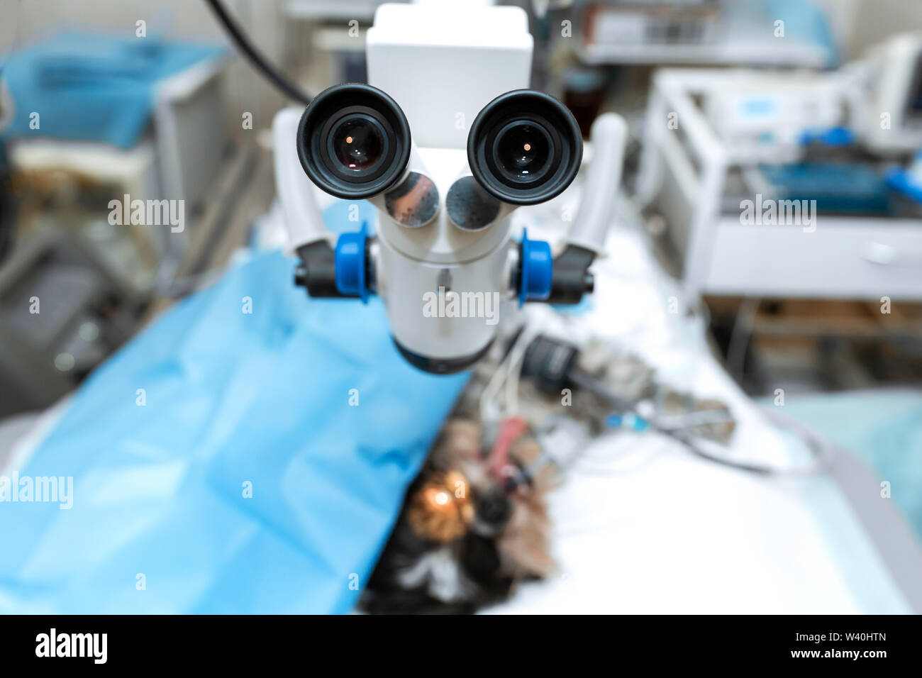 Vet ophthalmologist surgical microscope in operating room. and dog with ...