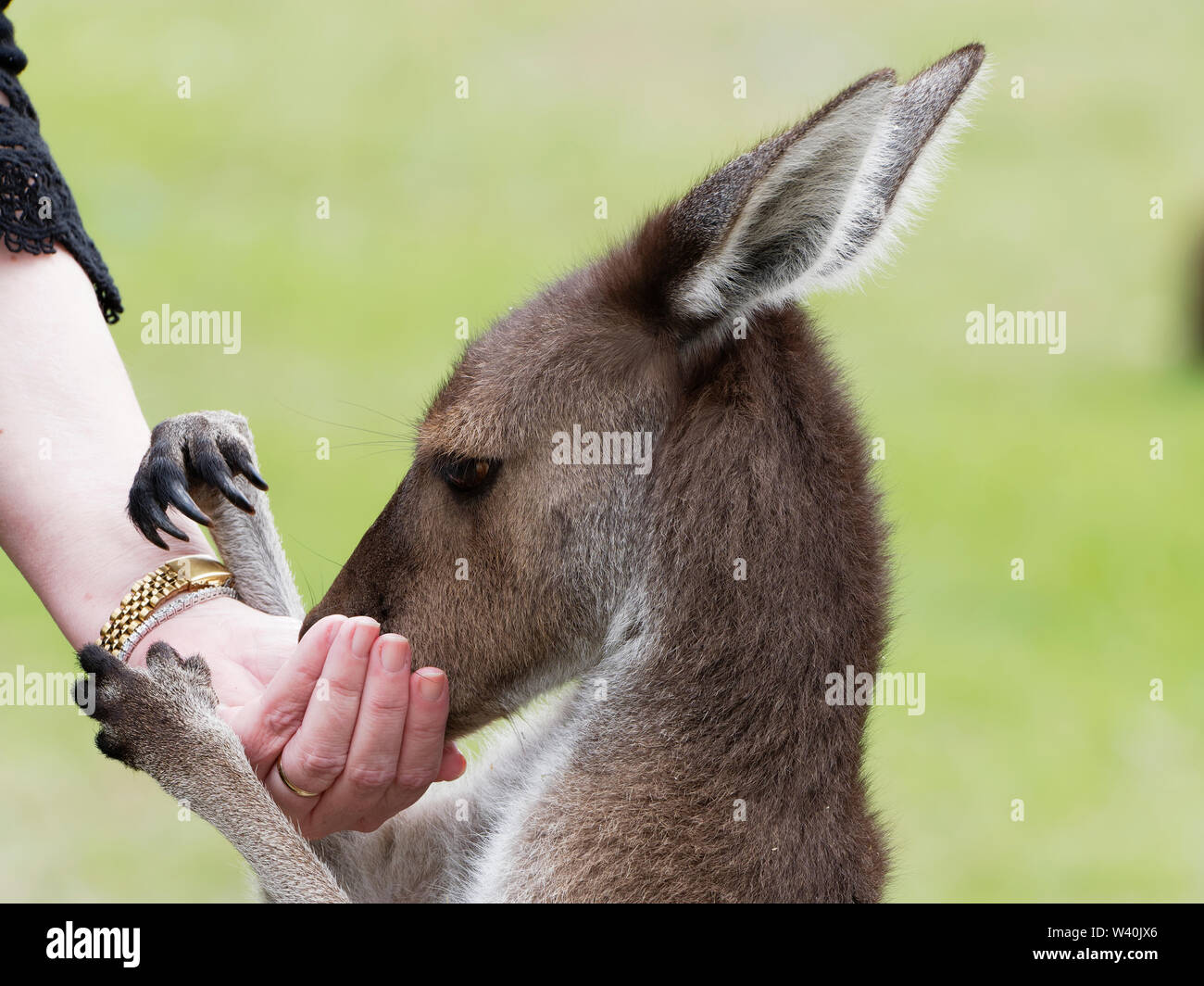 Kangaroo Hand Feeding Stock Photo - Alamy