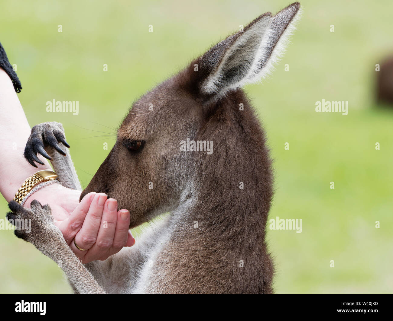 Kangaroo Hand Feeding Stock Photo - Alamy