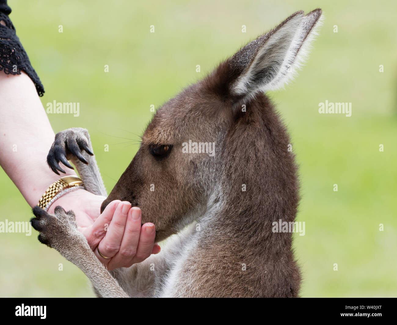 Kangaroo Hand Feeding Stock Photo - Alamy