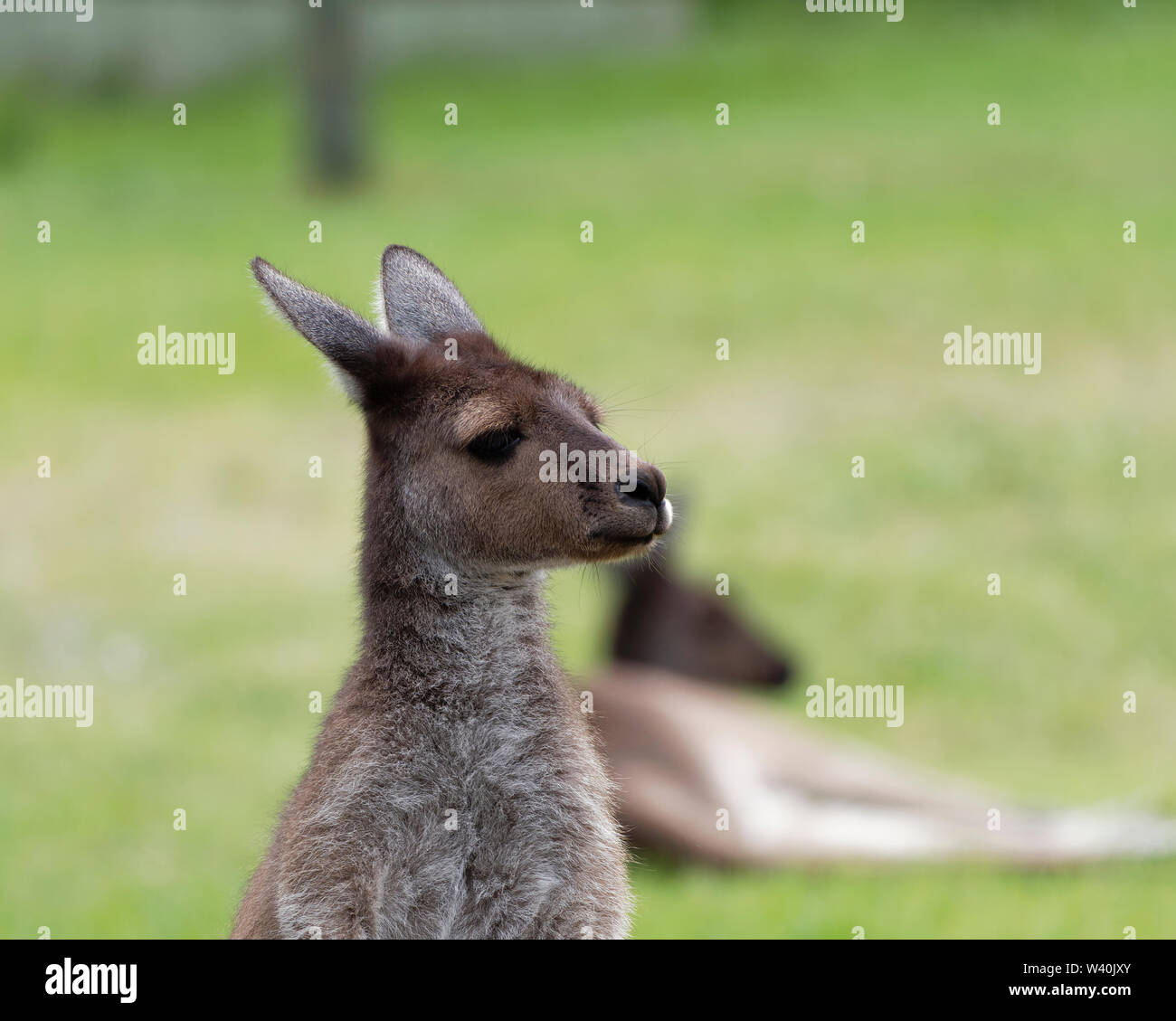 Kangaroo Hand Feeding Stock Photo - Alamy