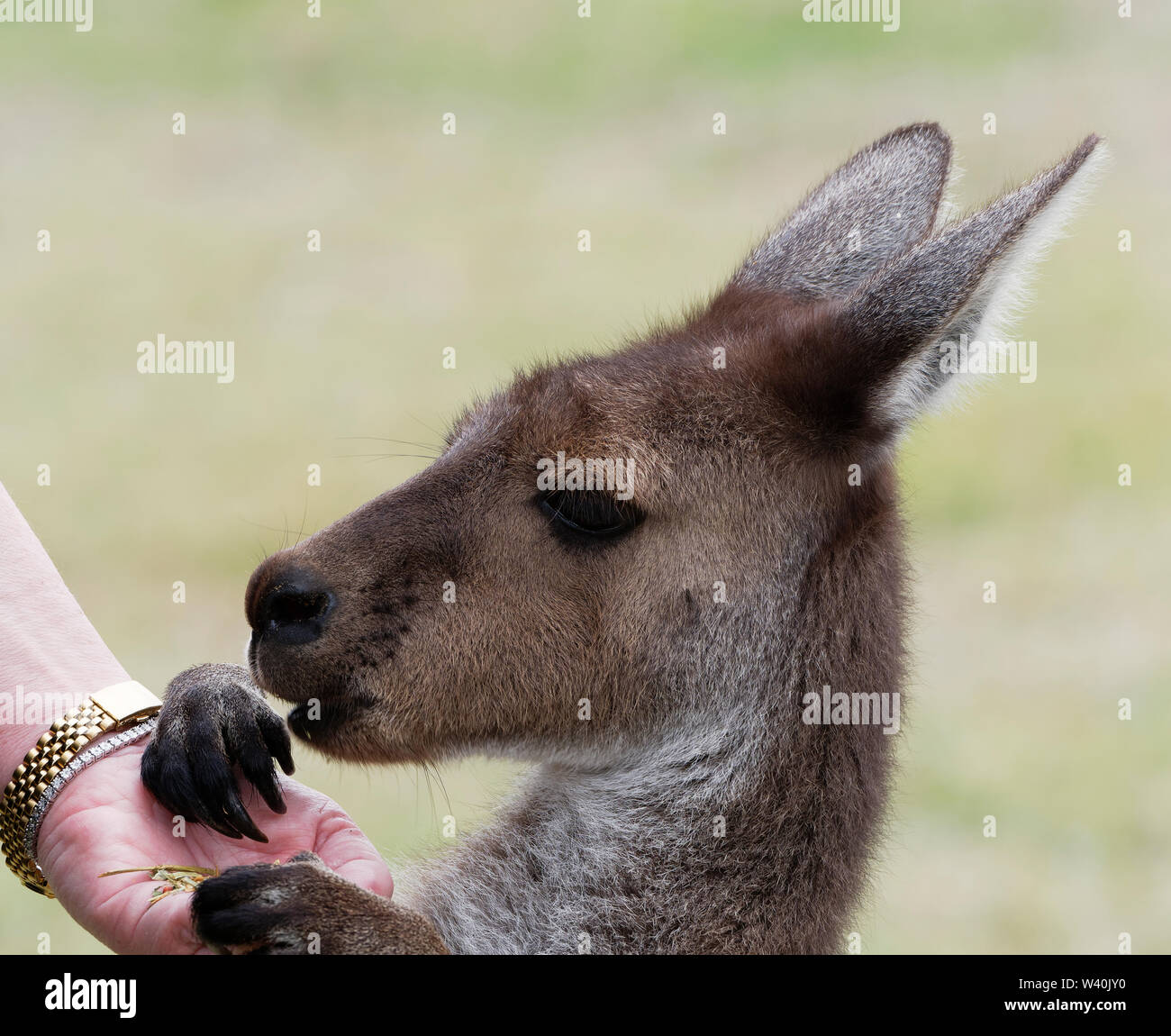 Kangaroo Hand Feeding Stock Photo - Alamy