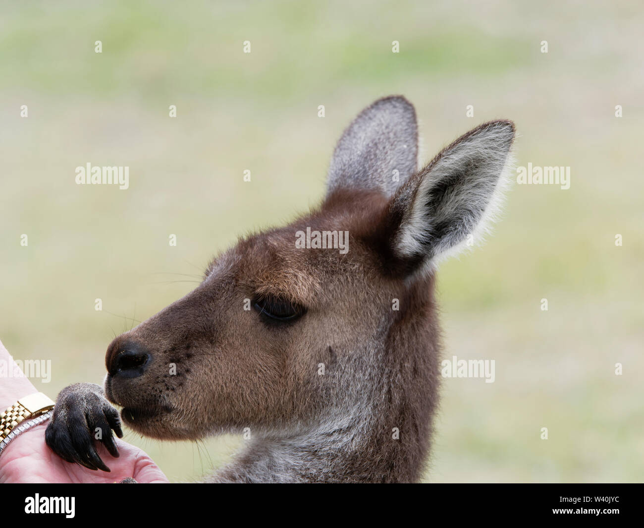 Kangaroo Hand Feeding Stock Photo - Alamy