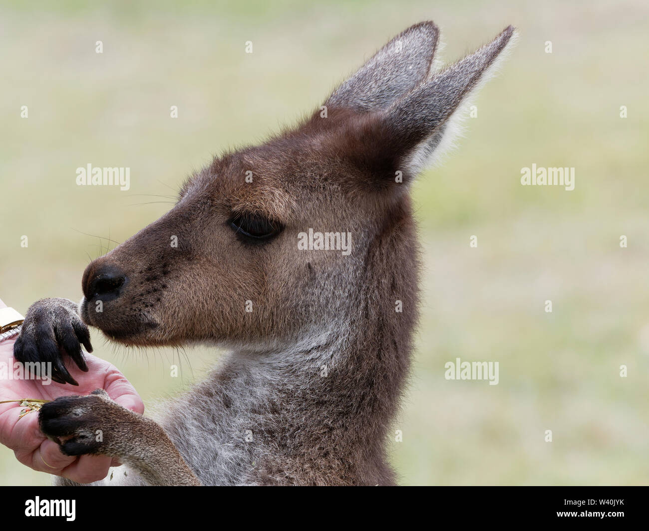 Kangaroo Hand Feeding Stock Photo - Alamy