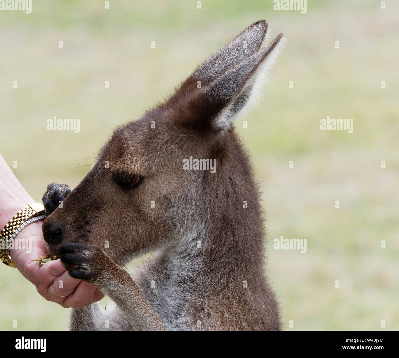 Kangaroo Hand Feeding Stock Photo - Alamy