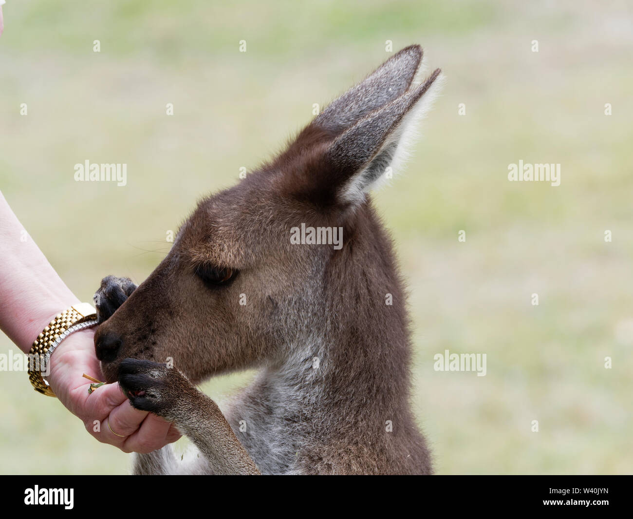Kangaroo Hand Feeding Stock Photo - Alamy