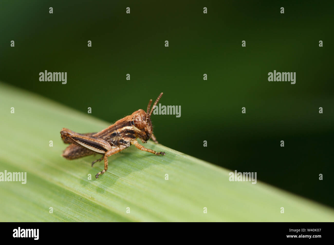 A young spur-throated grasshopper (Melanoplus) on a green leaf Stock ...