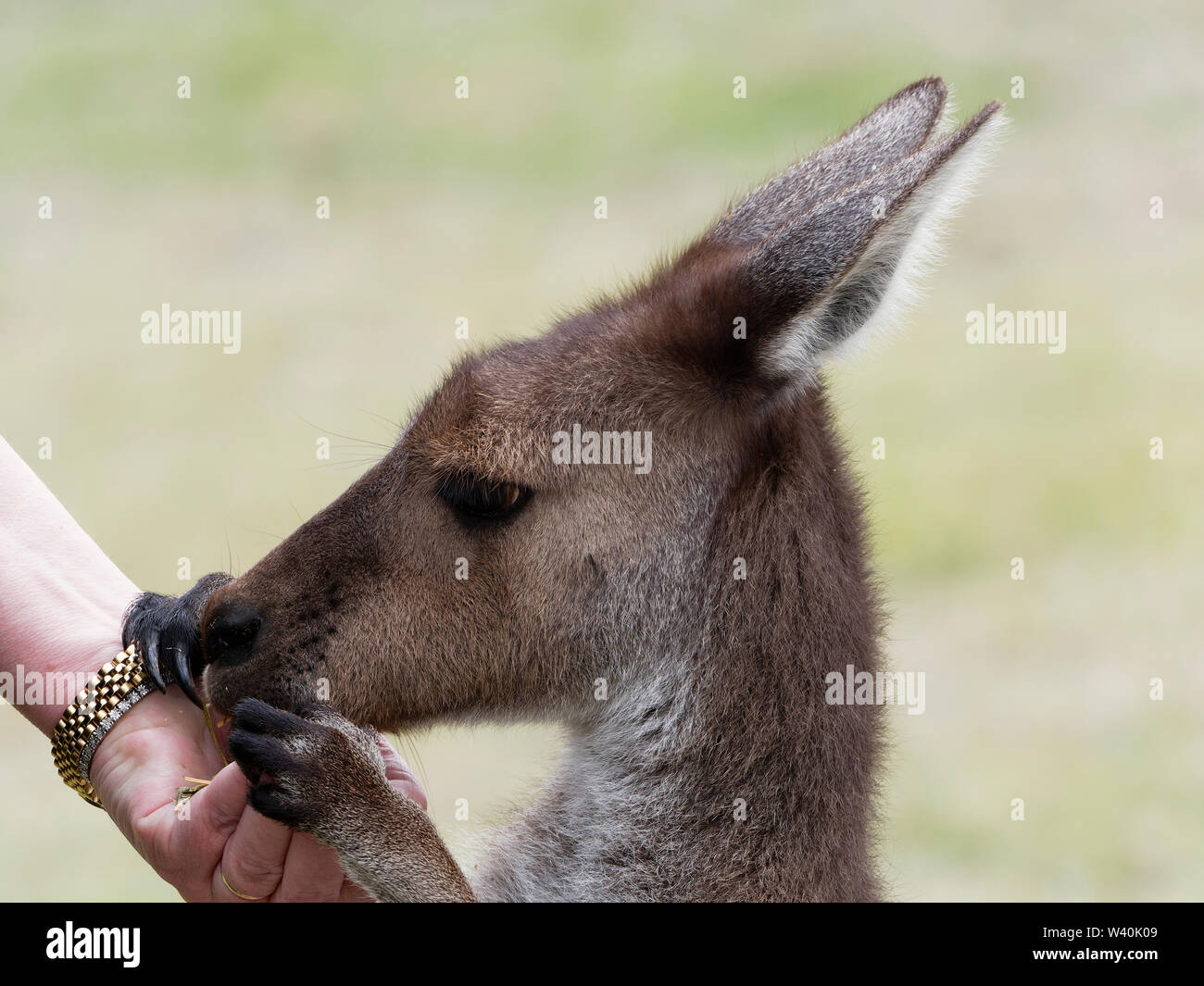 Kangaroo Hand Feeding Stock Photo - Alamy