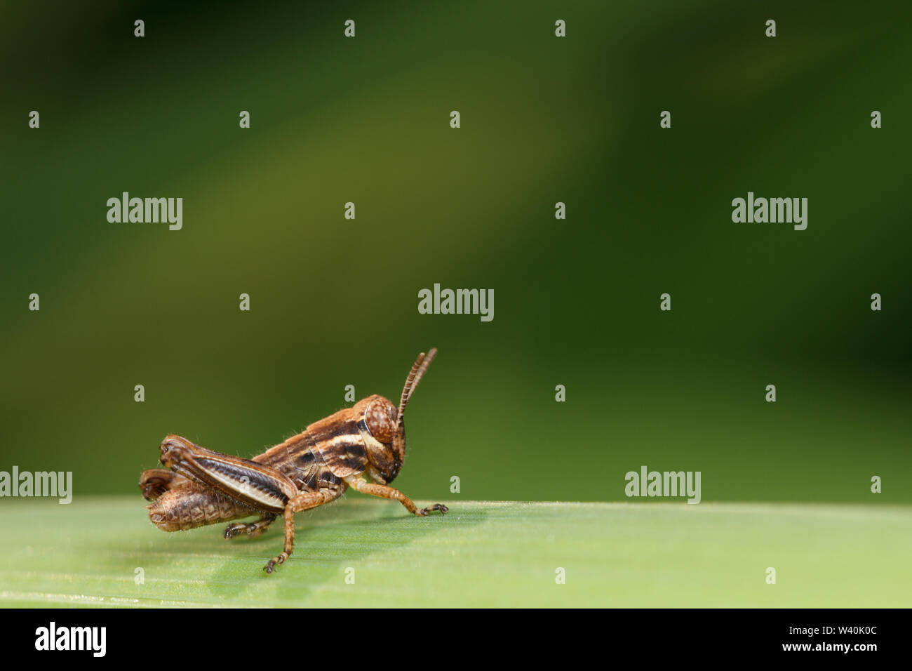 A young spur-throated grasshopper (Melanoplus) on a green leaf Stock ...