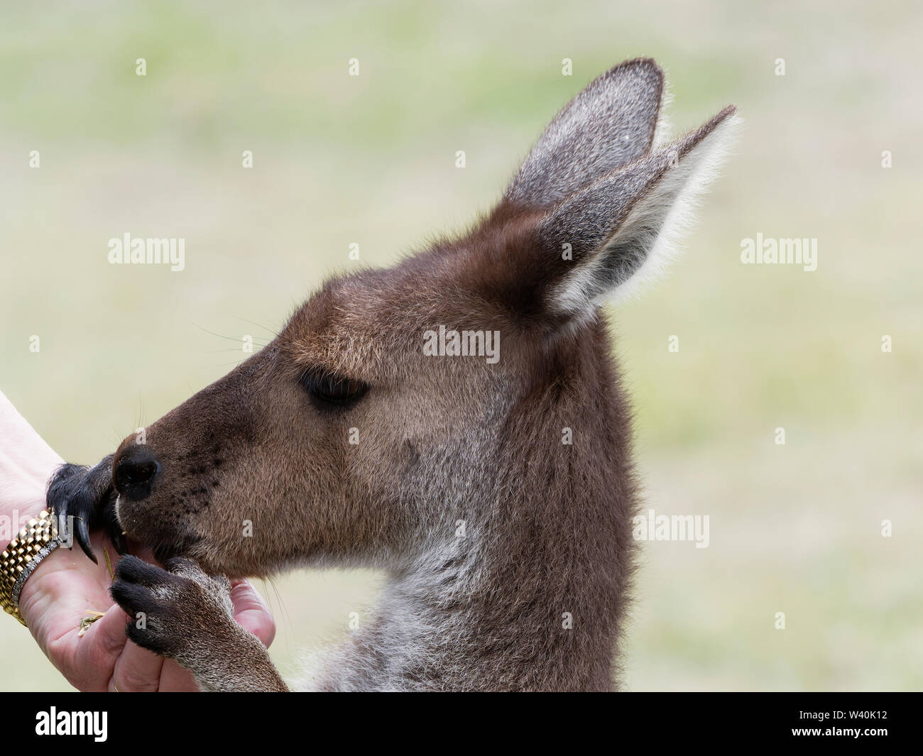 Kangaroo Hand Feeding Stock Photo - Alamy