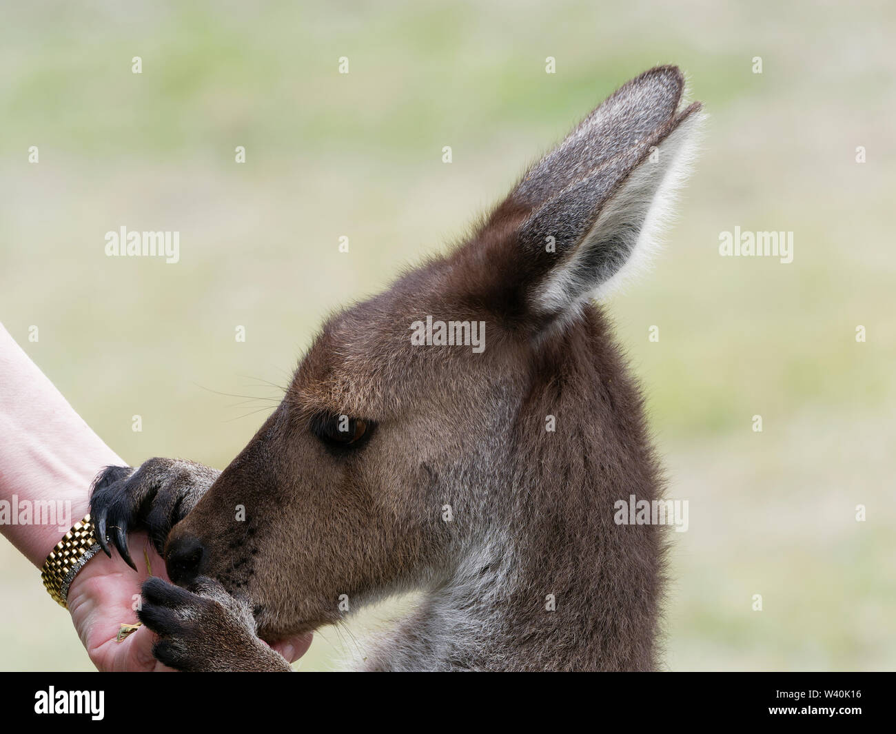 Kangaroo Hand Feeding Stock Photo - Alamy