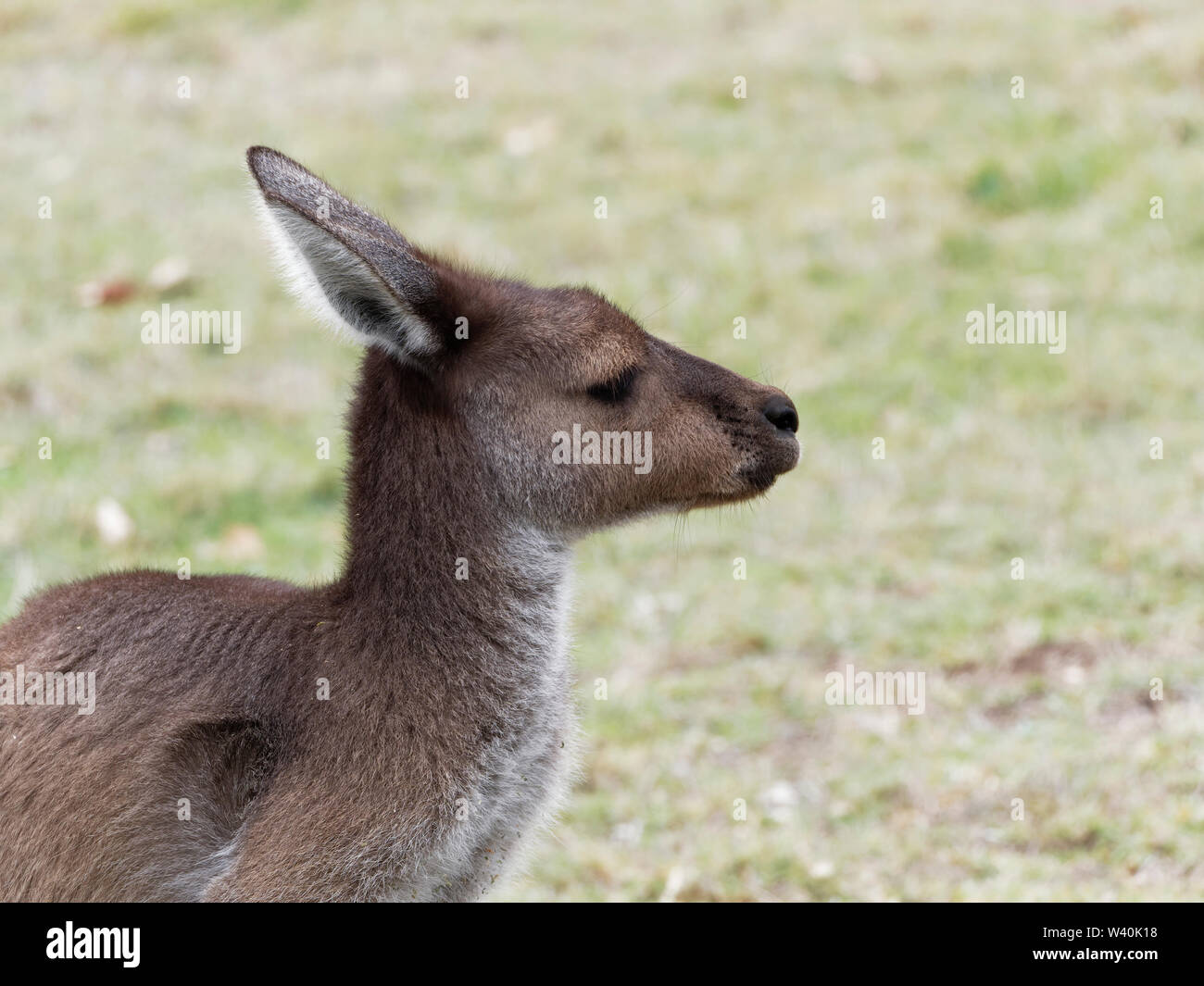 Kangaroo Hand Feeding Stock Photo - Alamy