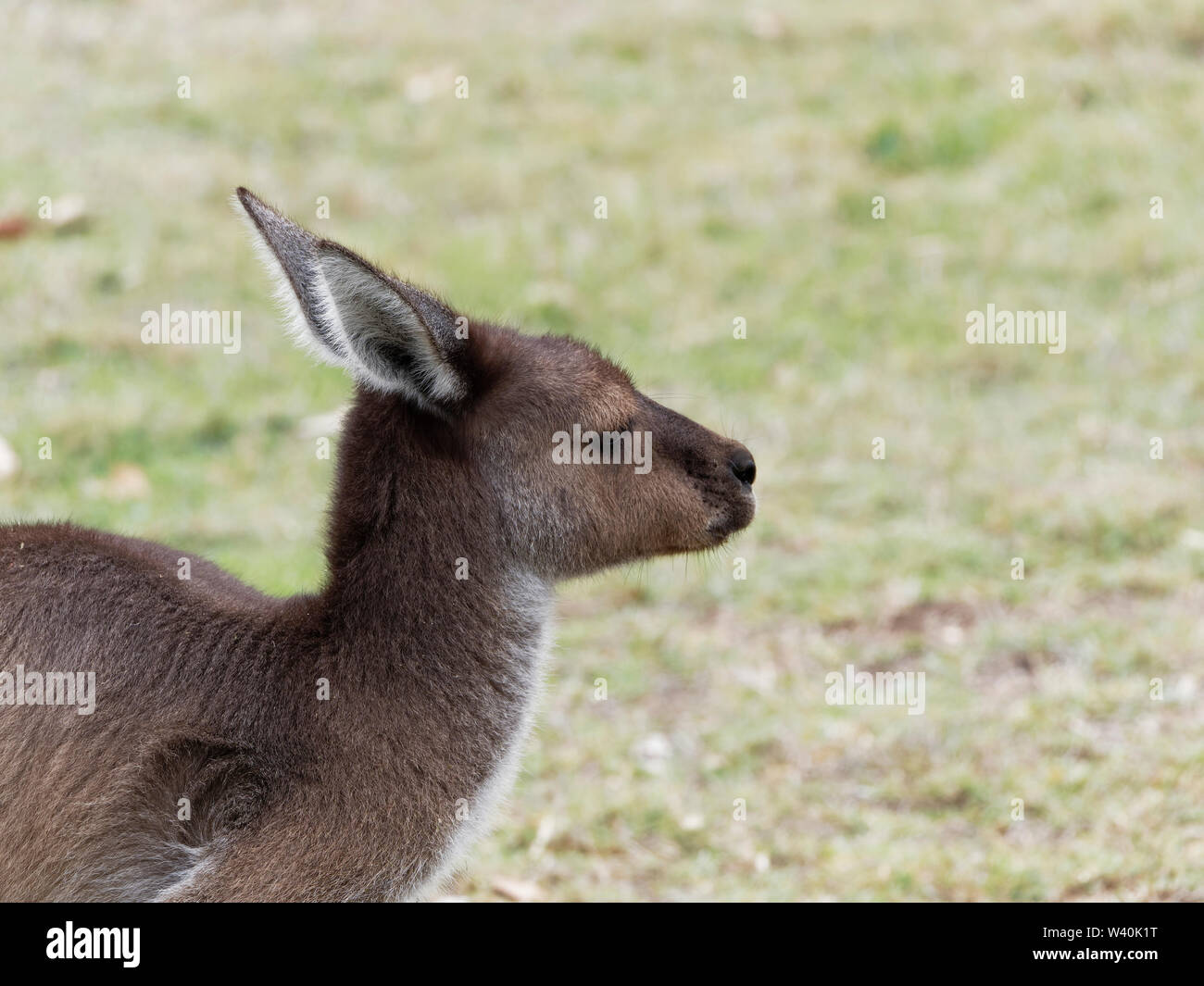 Kangaroo Hand Feeding Stock Photo - Alamy