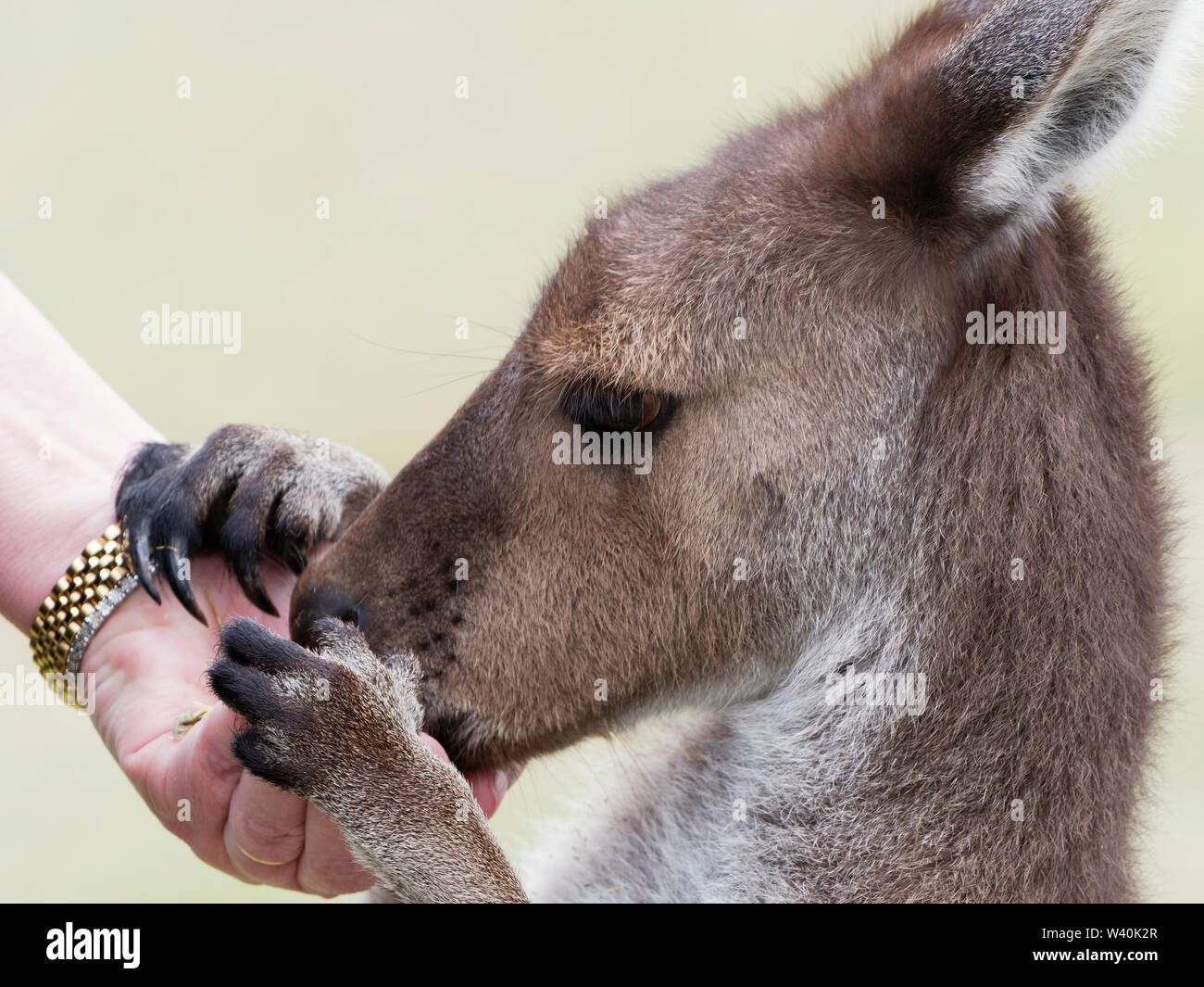 Kangaroo Hand Feeding Stock Photo - Alamy