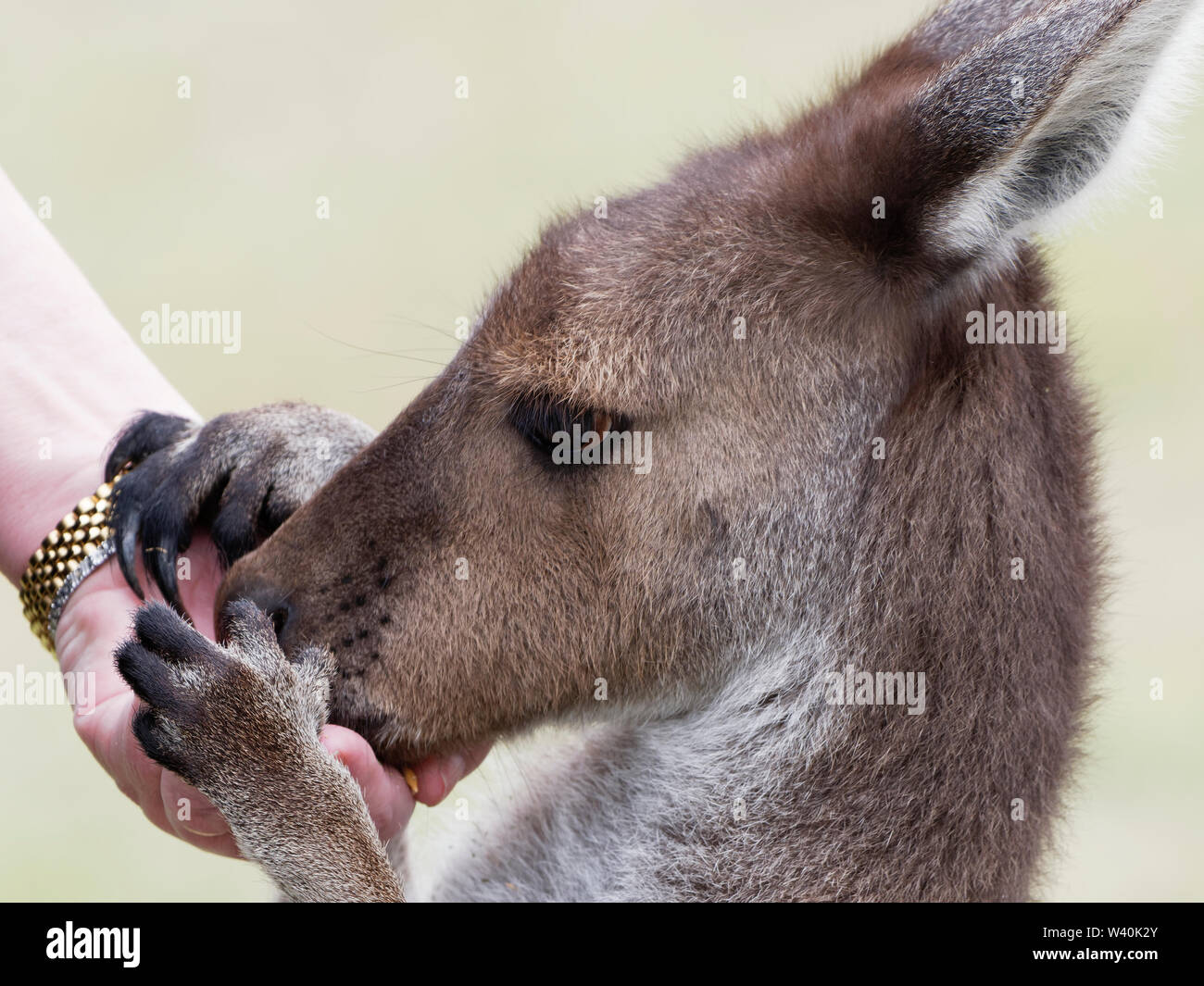 Kangaroo Hand Feeding Stock Photo - Alamy